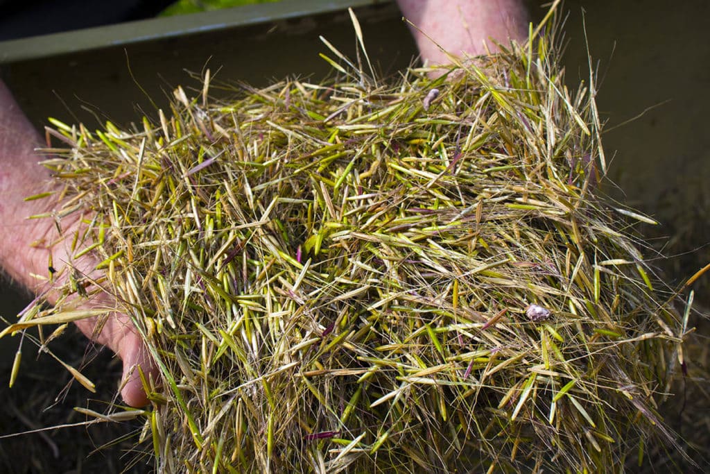Wild Rice (Manoomin) Harvest in Minnesota